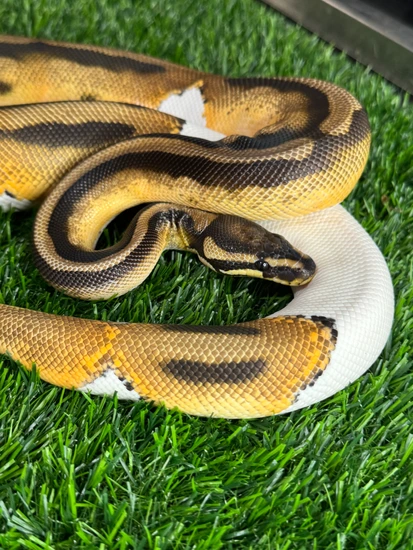 Orange Dream YB Pied Het Lavender Ball Python by Priceless Pythons