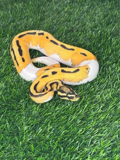 Super OD DG Pied Ball Python by Priceless Pythons