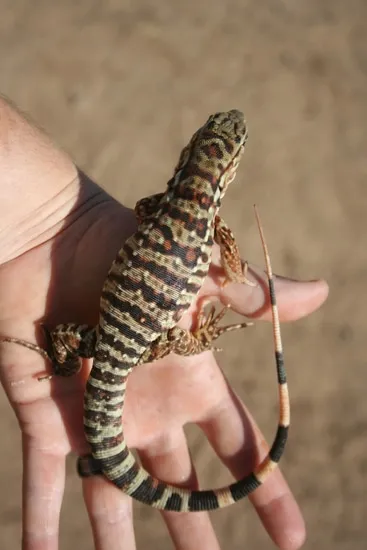 Pure Red Tegu 66% Het Anery/“hypo Argentine Tegus by Allexoticsdemarco