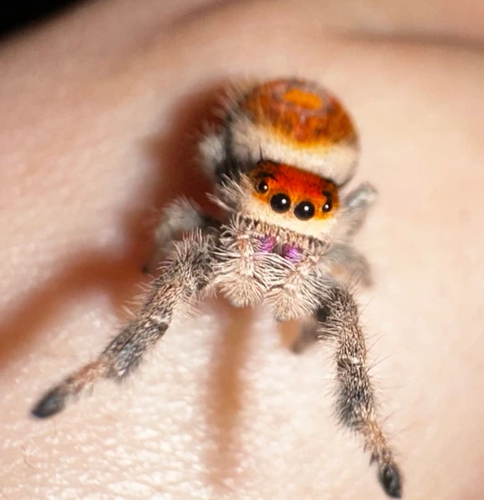 #92 Presub/subadult Dragons Breath Female Regal Jumping Spider by ...