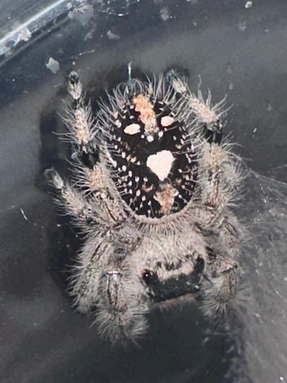 Oatmeal: E-3 Newly Mature Female Regal Jumping Spider by AllieSpoods