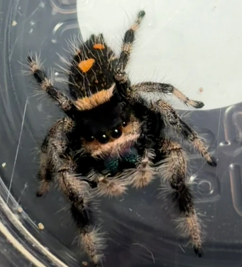 K-11 Just Matured Dragons Breath/dark Line Female Regal Jumping Spider ...