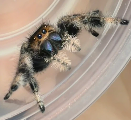 K-8 Dragons Breath/dark Just Matured Regal Jumping Spider Female by ...