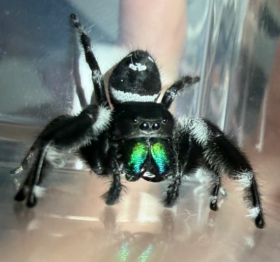 M-16 GIANT Adult Regal Jumping Spider Male by AllieSpoods