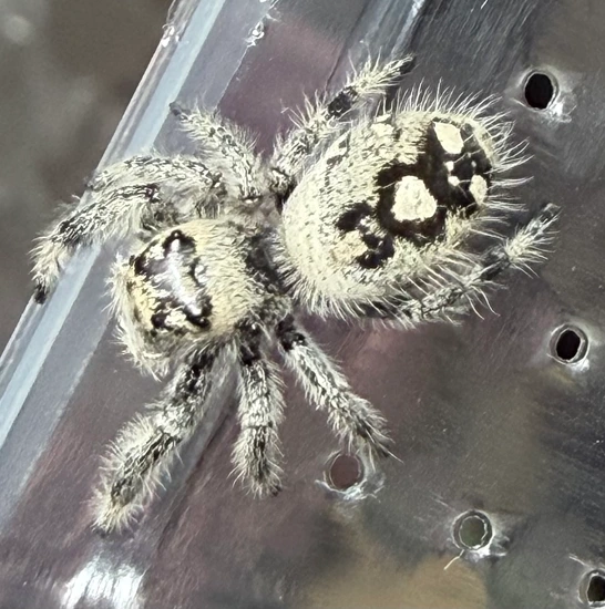 N-5: Reverse Oreo I8/i9 Female Regal Jumping Spider by AllieSpoods
