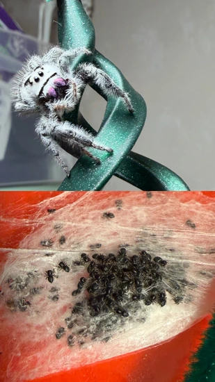Lot Of 15: Instar 2 High White Regal Jumping Spider Slings by AllieSpoods