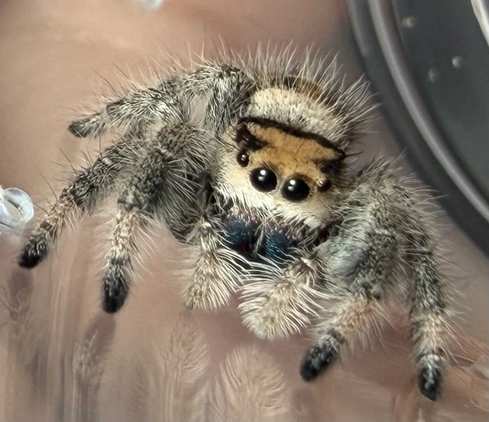 Q-3: I8 Hybrid Otiosus/regal Female Jumping Spider by AllieSpoods