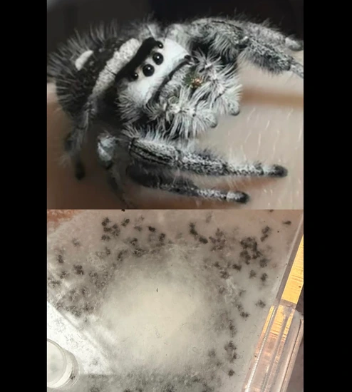 Lot Of 15 Instar 2 Oreo Babies Jumping Spider by AllieSpoods