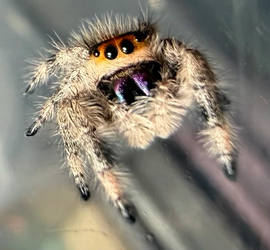 S-12: I8 Dragons Breath Female Regal Jumping Spider by AllieSpoods