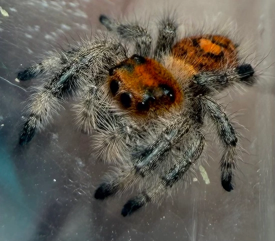 S-3: Dragons Breath I8/i9 Female Regal Jumping Spider by AllieSpoods