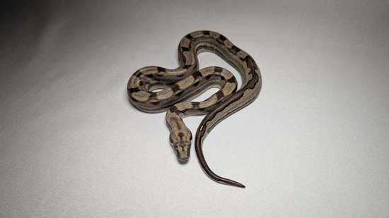 Anery Motley Arabesque Het Kahl Albino Boa Constrictor by All Seeing ...