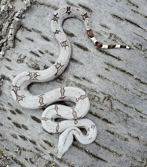 Bolivian BCA Short-Tailed Boa Constrictor by Scarlet and Grey Exotics