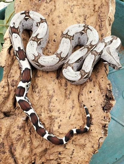 Suriname BCC True Red-Tailed Boa Constrictor by Scarlet and Grey Exotics