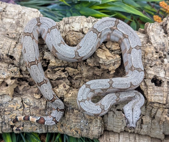 2024 Bolivian Silverback BCA Short-Tailed Boa Constrictor by Scarlet ...