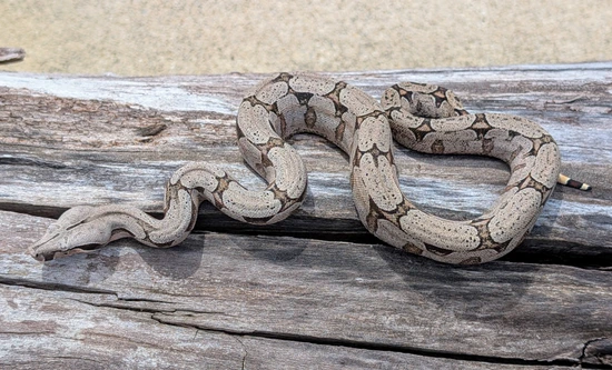 2024 Bolivian Silverback BCA M05 Short-Tailed Boa Constrictor by ...
