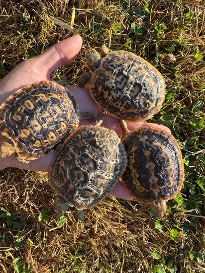 Pancake Pancake Tortoise by Almost Wild Exotics