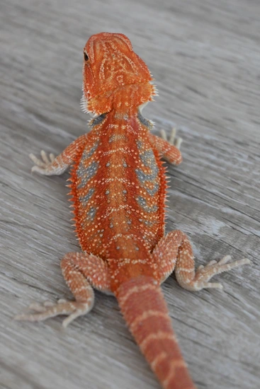 Hypo Red/Orange Tiger Female Central Bearded Dragon by Aloha Dragons