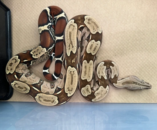 2021 Pure Pokigron Suriname Boa True Red-Tailed Boa Constrictor by ...