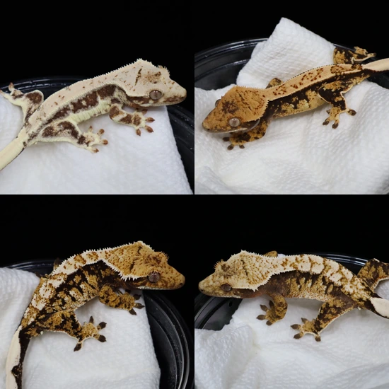 Pack Of 4 Geckos Crested Gecko by Shi’s Geckos