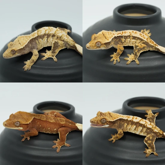 Pack Of 4 Geckos Crested Gecko by Shi’s Geckos