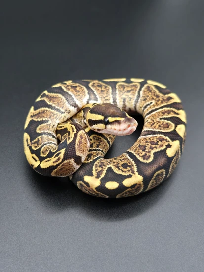 GHI Fire Ball Python by JAWL's Balls