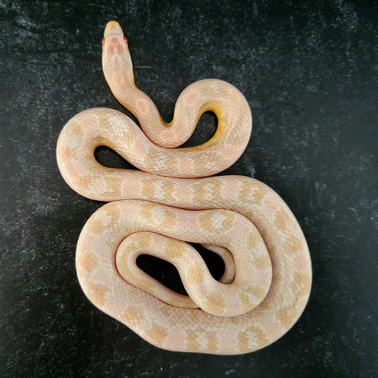 Coral Halo Snow Corn Snake by Stella Terraria