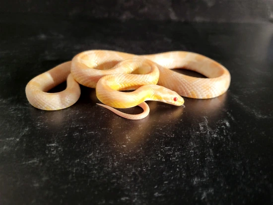 Salmon Halo Snow Corn Snake by Stella Terraria