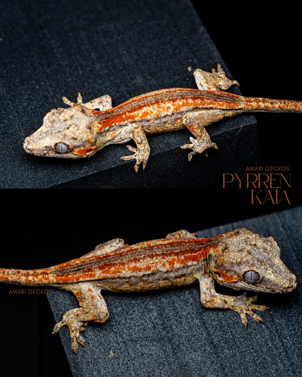 Beautiful Stripe (Pos Phantom Eye) Gargoyle Gecko by Amari Geckos