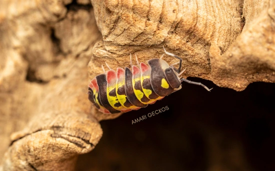 5+ Merulanella Sp. “Red Diablo” Isopods by Amari Geckos