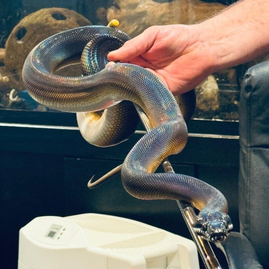 Northern WC White-Lipped Python (Adult Male) by AEM Reptiles