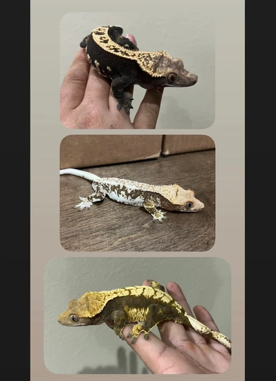 100% Het Axanthic Trio Crested Gecko by Natures Epic Pets