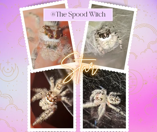 Subadult Female Florida Otiosus Jumping Spider by The Spood Witch
