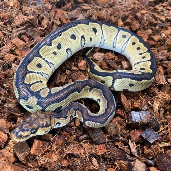 Clown Ball Python by Blue Ridge Pythons