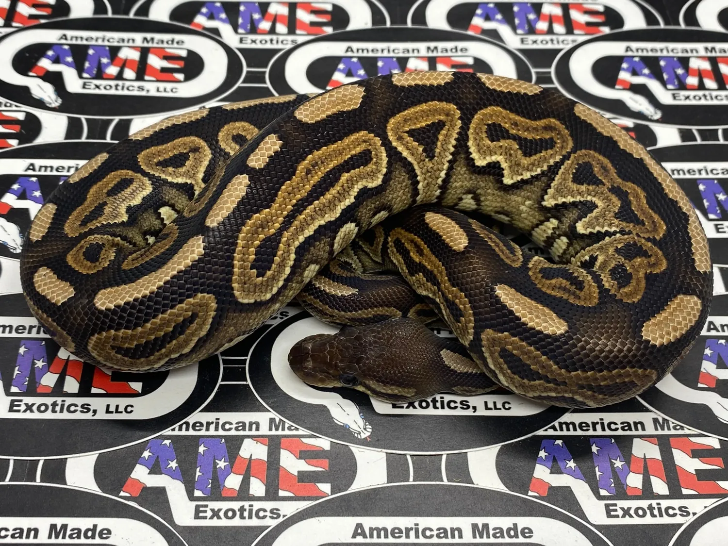 American Made Exotics, LLC's Collection - MorphMarket