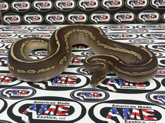 Blackhead Mojave Cinnamon Double Het Desert Ghost Cryptic Proven ...