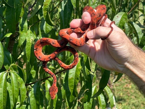 Red "Calico Lineage" USCBB Amazon Tree Boa by American Made Exotics, LLC
