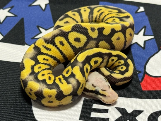 Super Pastel DG Het Cryptic OR Het Clown (From Crypton Sire) Ball ...
