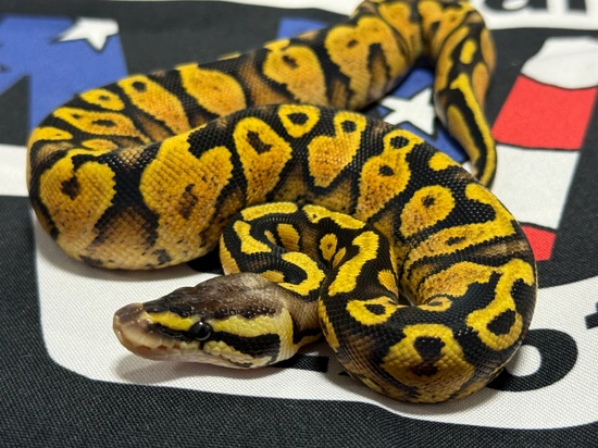 Pastel Yellowbelly Het Paint Ball Python by American Made Exotics, LLC