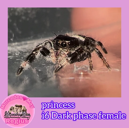 Dark Phase Princess Jumping Spider by Mercedes May Regius