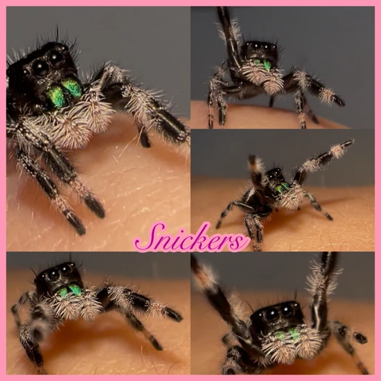 Snickers - Male Regius I7 Jumping Spider by Mercedes May Regius