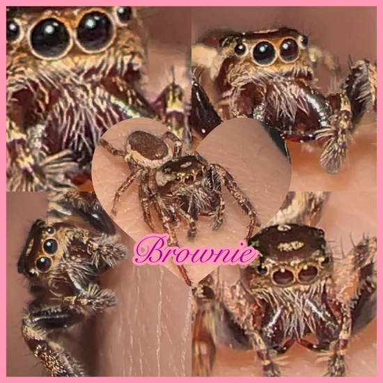 Brownie, Eris Flava "white Banded Jumper" Jumping Spider by Mercedes ...