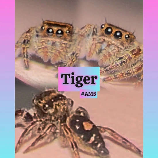 Tiger, I5 Bold Baby Jumping Spider by Mercedes May Regius