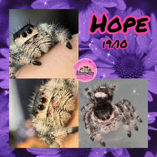 Hope, Reverse Oreo Superstar! Jumping Spider by Mercedes May Regius