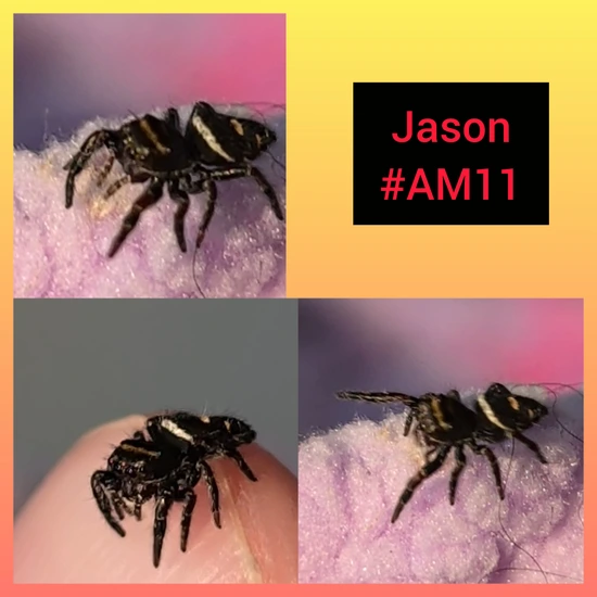Jason, I5/6 CB Bold Jumper Jumping Spider by Mercedes May Regius