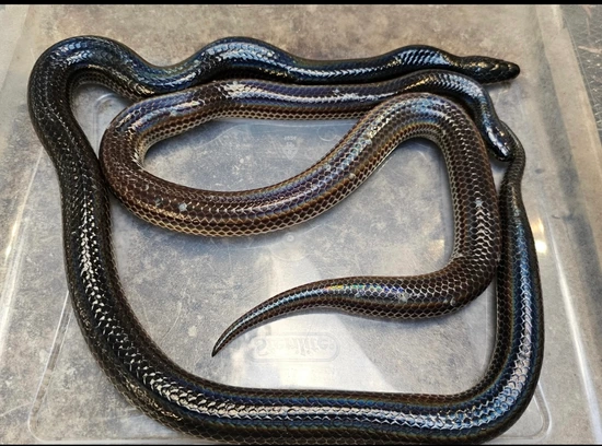 Sexed Pair Sunbeam Snakes. Eating Thawed! More Colubrid by Eville Exotics