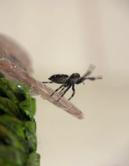 Aspen -i5 Jumping Spider Baby by Sacred Spiderlings