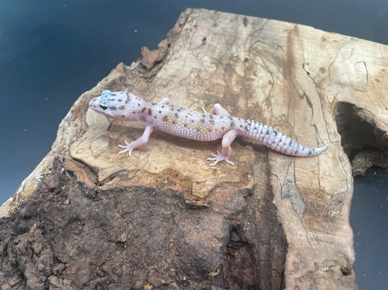 White/Yellow Mack Snow Raptor Leopard Gecko by AMN Reptiles