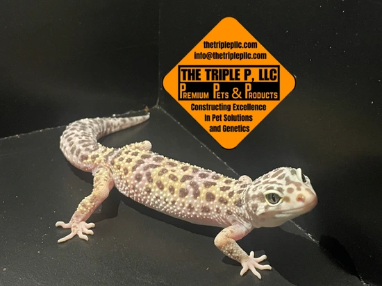 White & Yellow Mack Snow Leopard Gecko by AMN Reptiles
