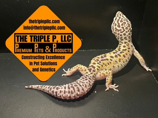White & Yellow Mack Snow Leopard Gecko by The Triple P Premium Pets ...