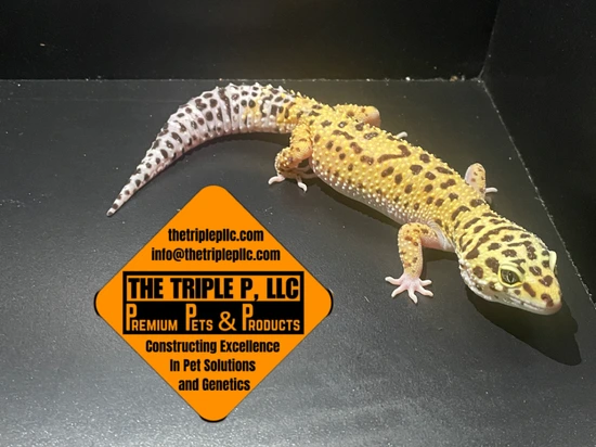 White & Yellow Mack Snow Leopard Gecko by The Triple P Premium Pets ...